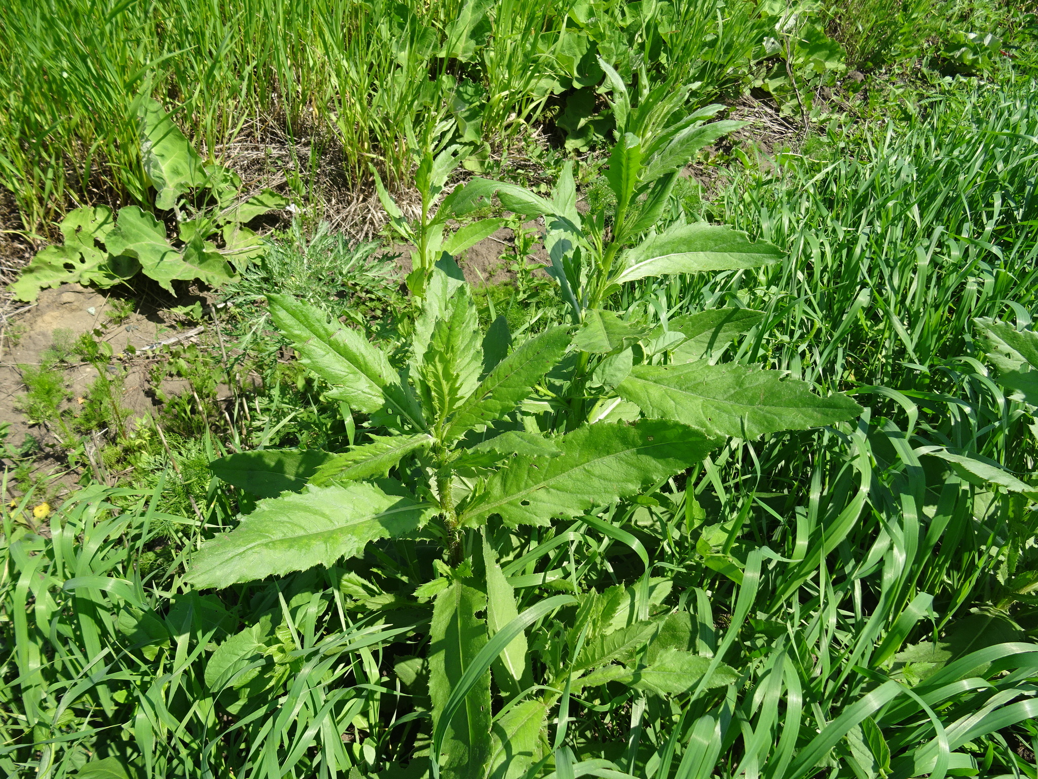 Axyris amaranthoides L.