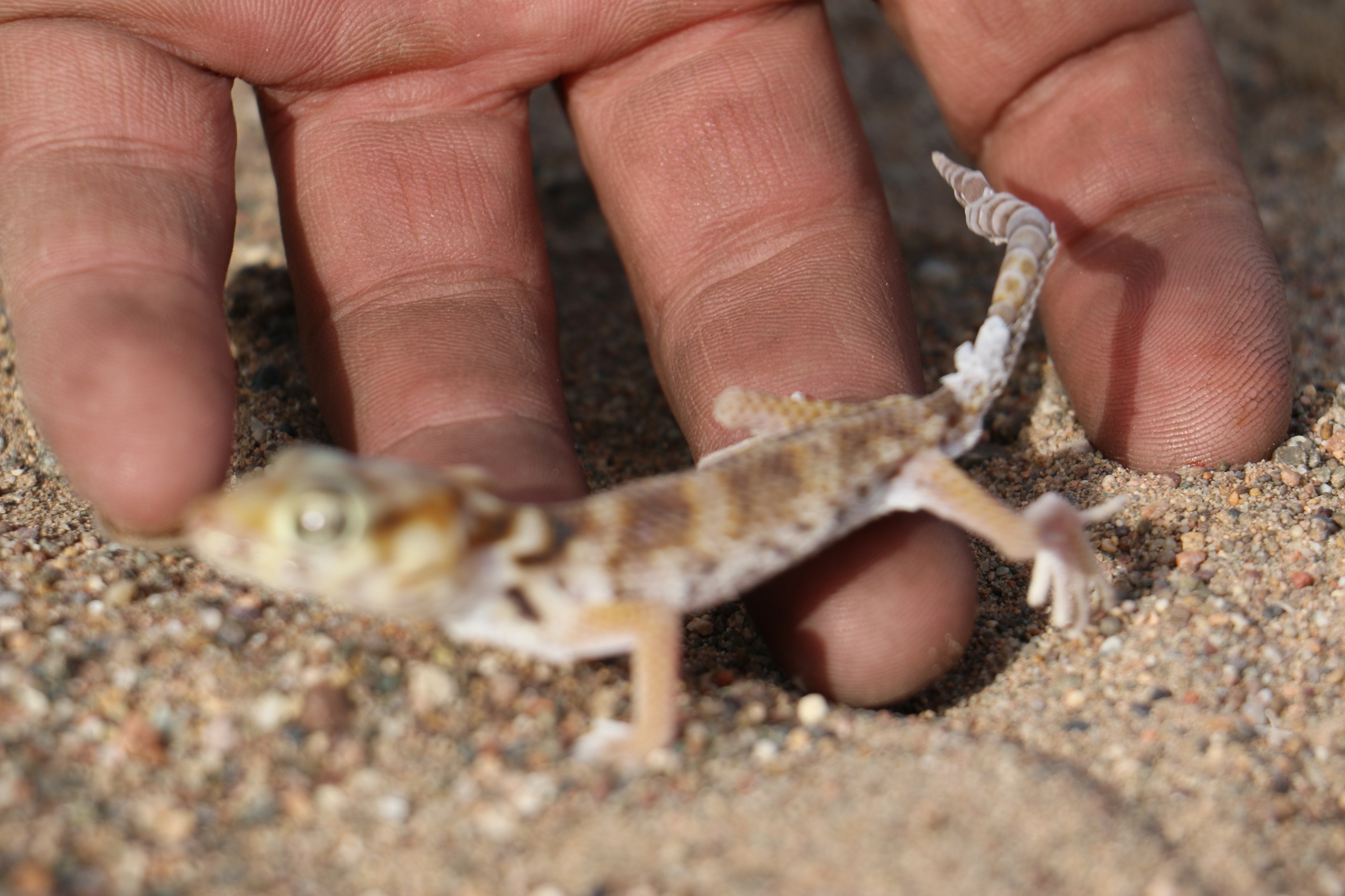 Teratoscincus przewalskii Strauch, 1887