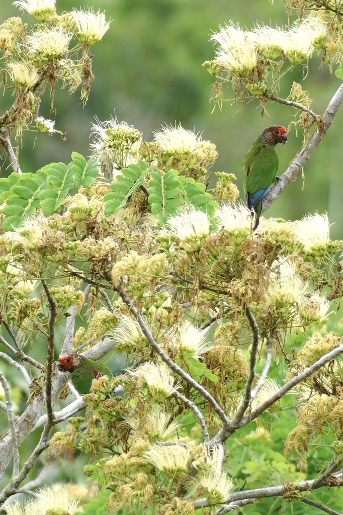 Rose-fronted Parakeet from Atalaia do Norte, AM, BR on May 4, 2022 at ...