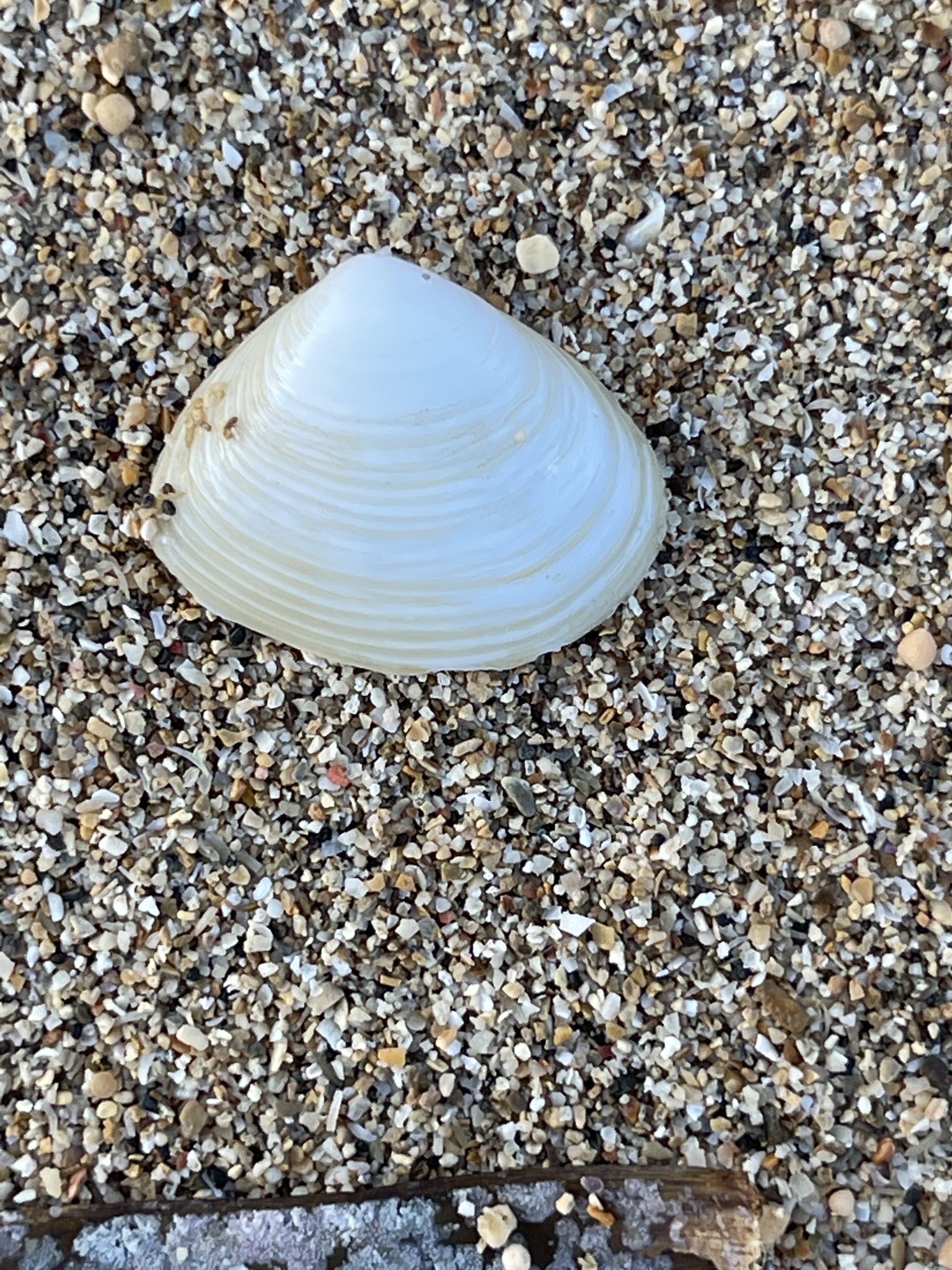 Atactodea striata (Gmelin, 1791)