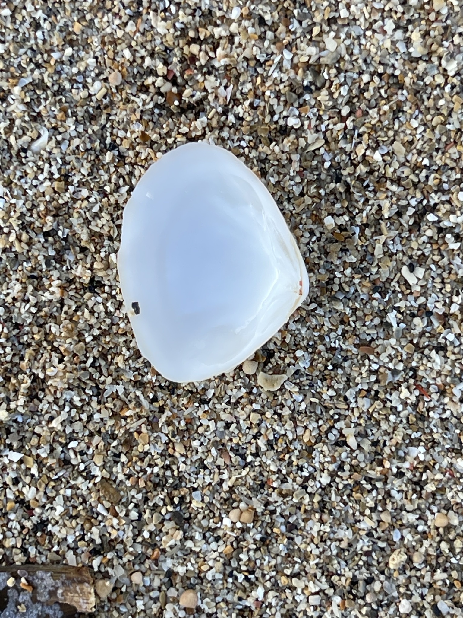 Atactodea striata (Gmelin, 1791)