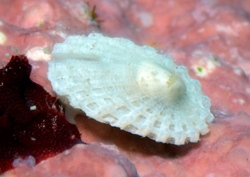 Emarginella eximia · iNaturalist