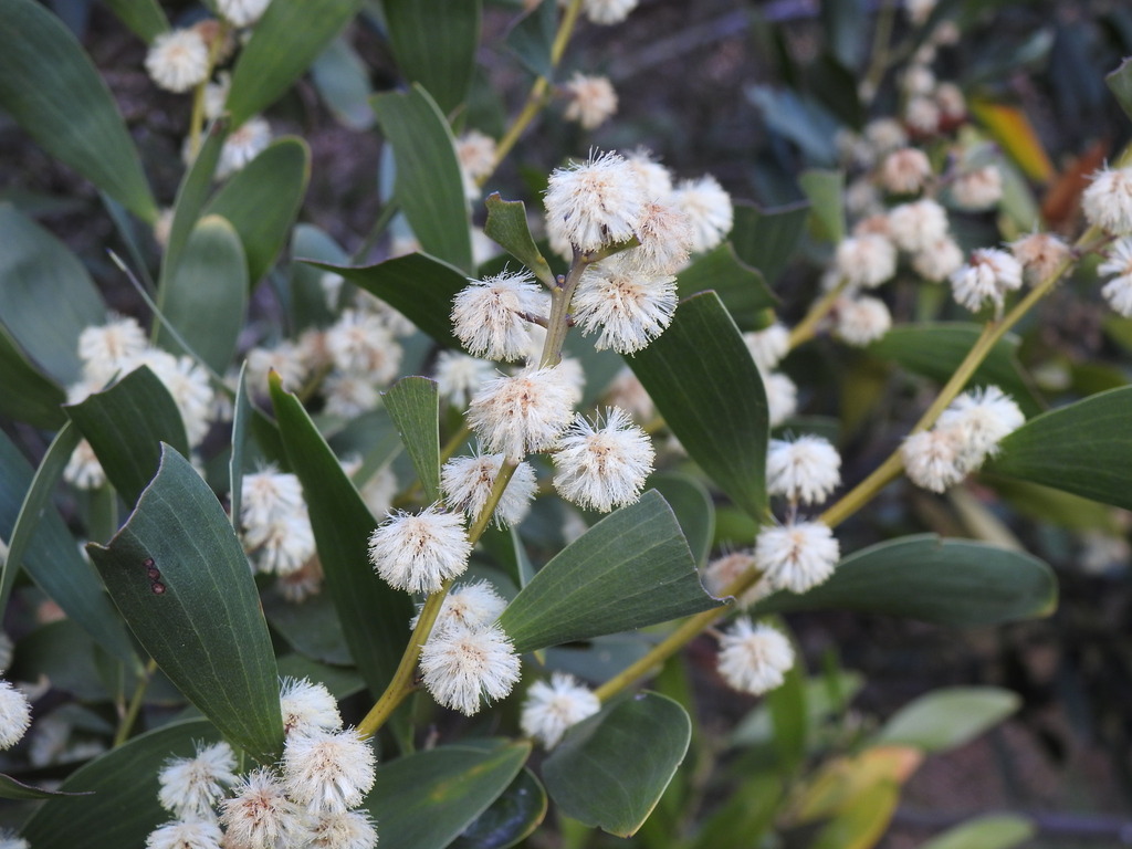 blackwood from Newport Lakes Reserve, Newport VIC, Australia on ...