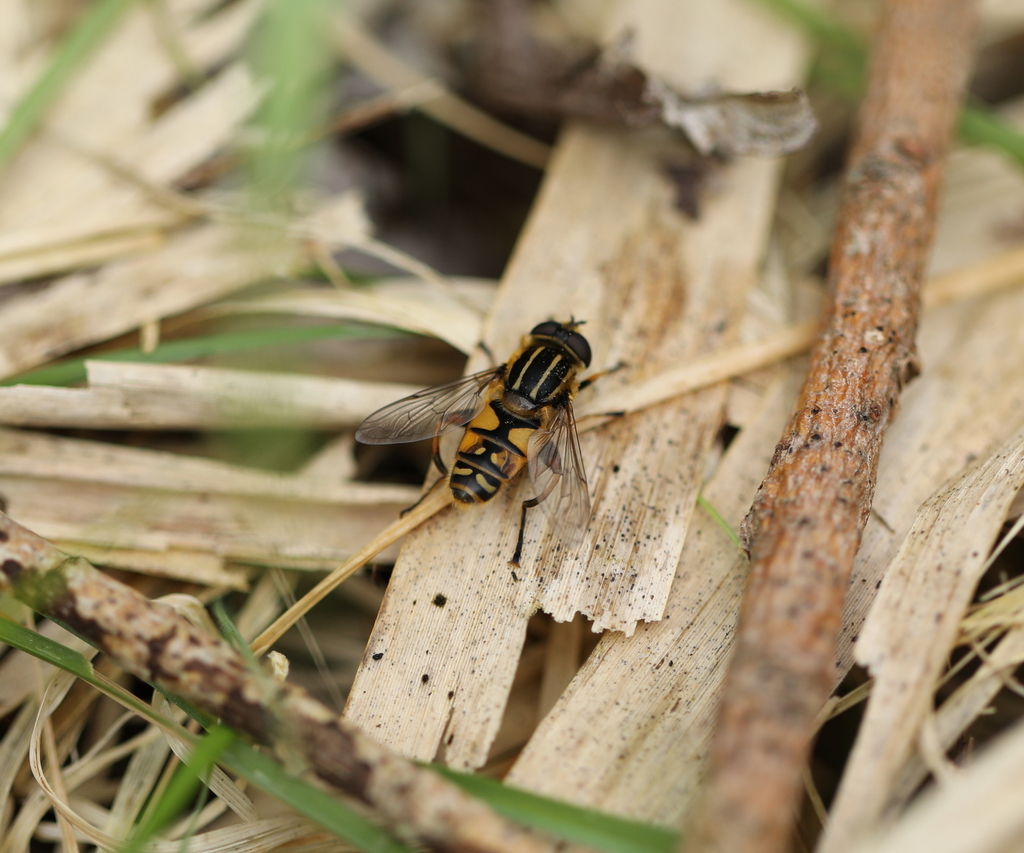 Sun Fly from Gonfreville-l'Orcher, France on March 28, 2022 at 03:46 PM ...