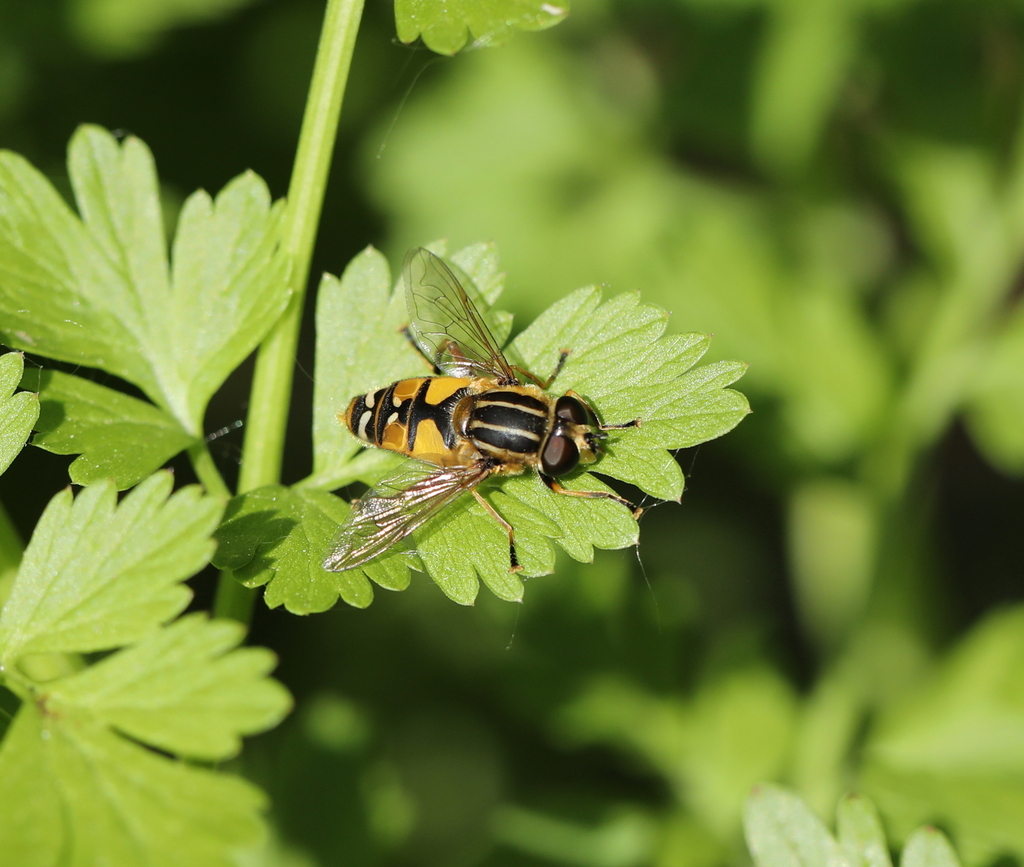 Sun Fly from Gonfreville-l'Orcher, France on April 29, 2022 at 03:47 PM ...