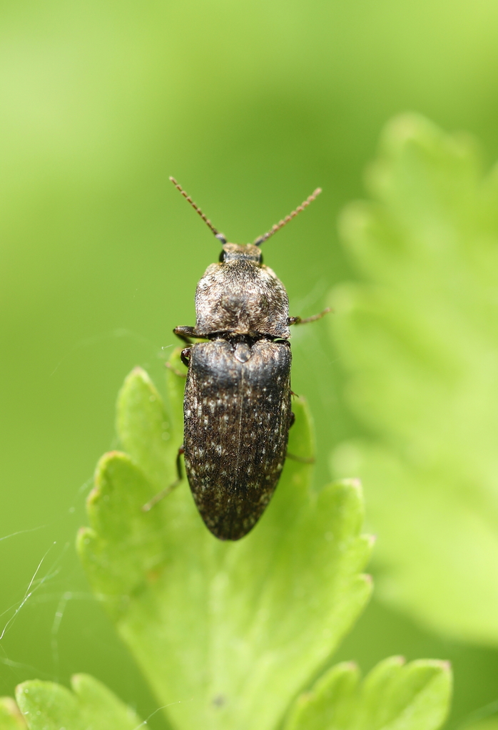 Mottled dingy-brown click beetle from Gonfreville-l'Orcher, France on ...