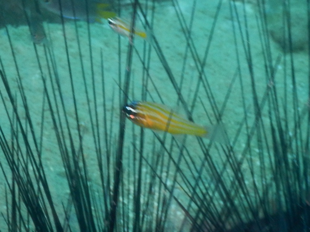 Coral Cardinalfish from Had Noparatthara - Mu Koh Phi Phi, TH-KR-KR, TH ...