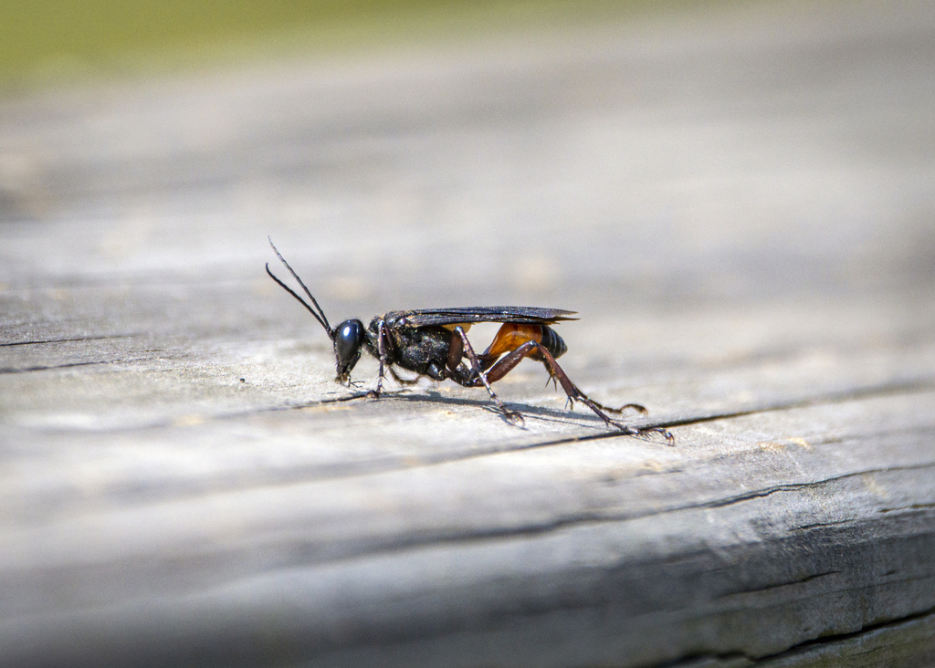 Palmodes dimidiatus from Shadow Creek Ranch, Pearland, TX, USA on ...