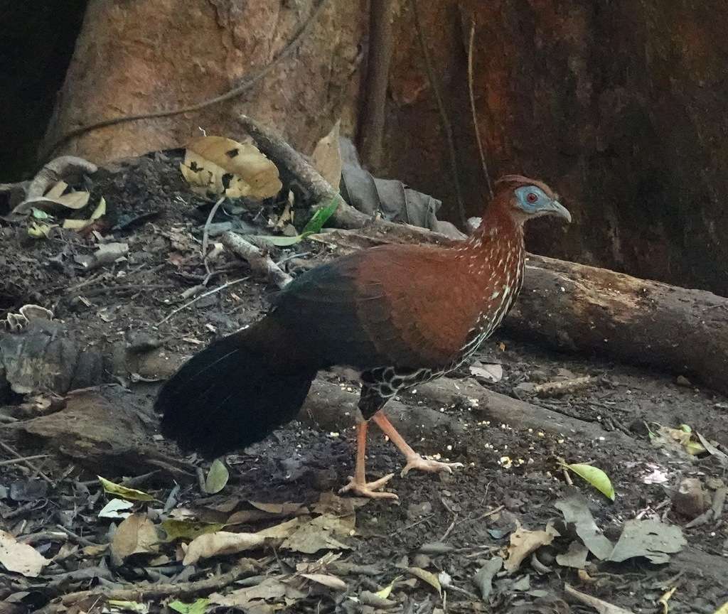 Bornean Crested Fireback in July 2022 by desertnaturalist · iNaturalist