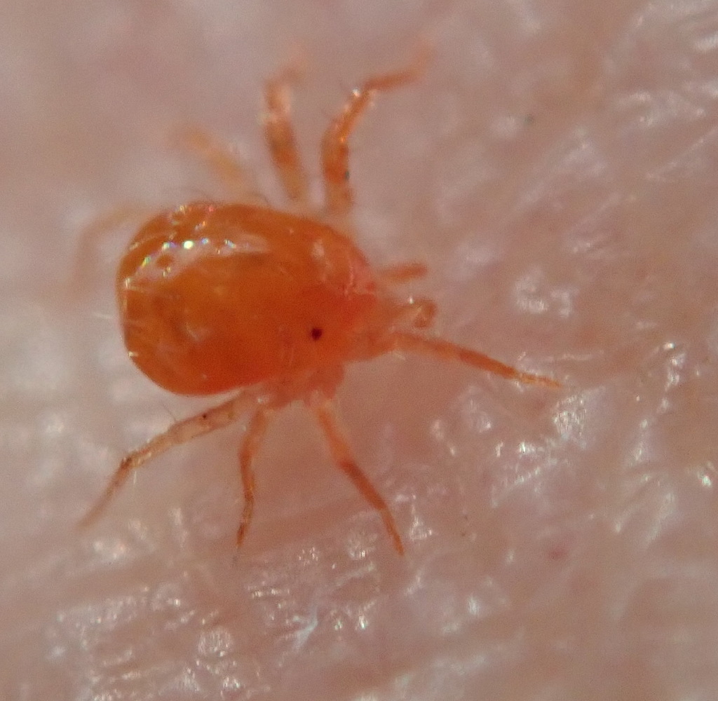 Mites from Brenton Peninsula, South Cape DC, South Africa on July 12 ...