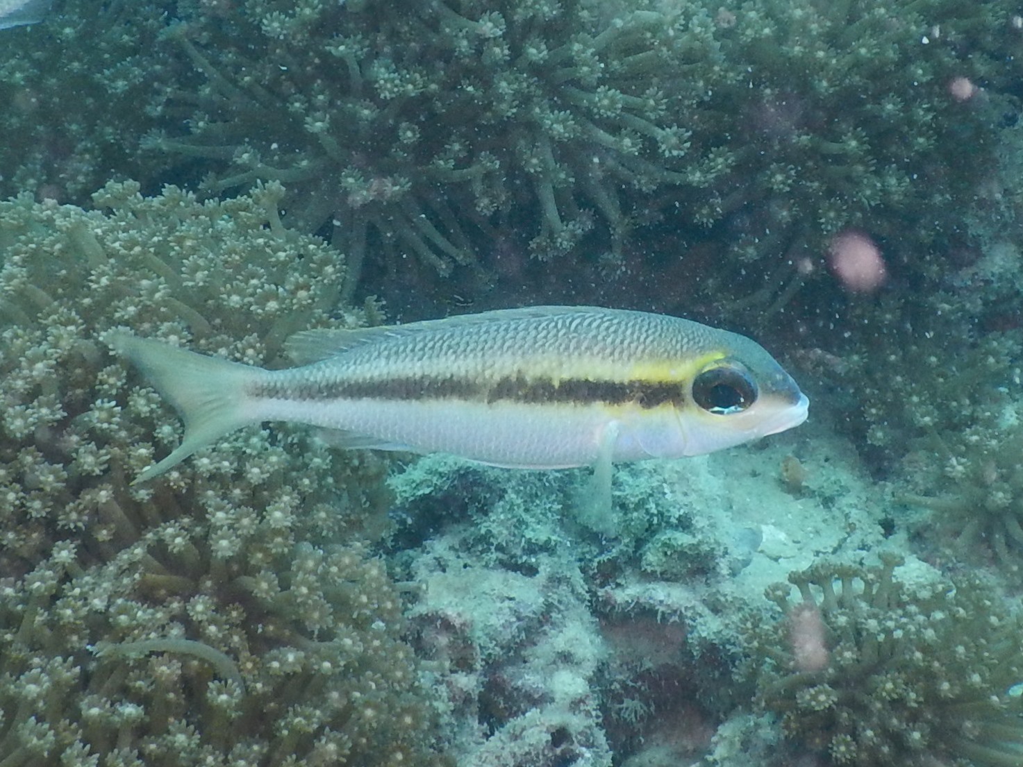 Scolopsis affinis Peters, 1877