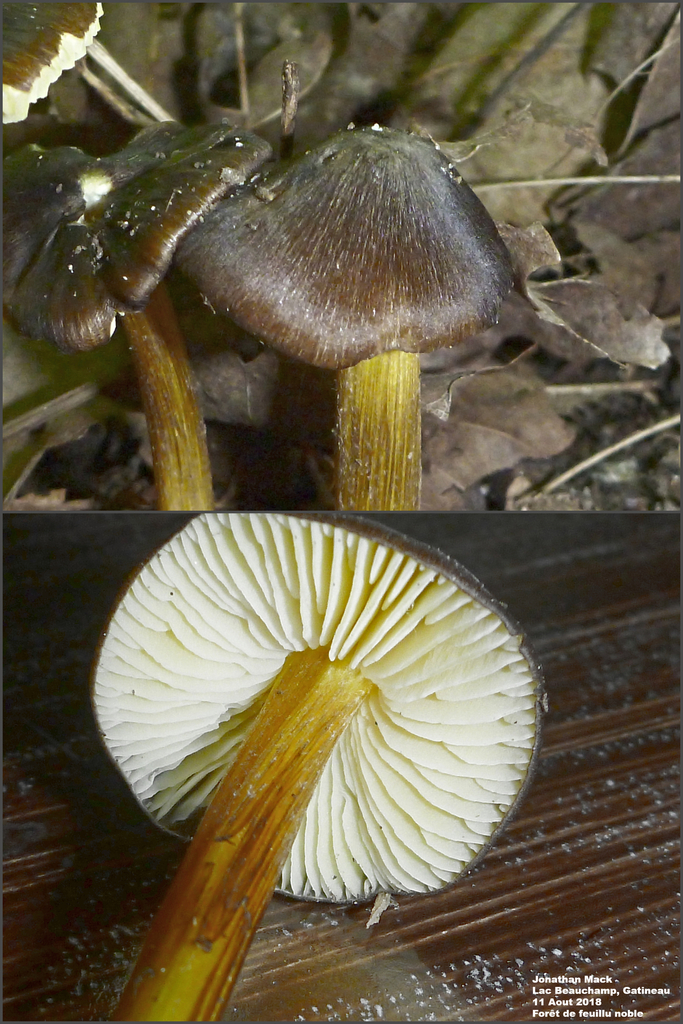 Date Waxcap (Simon and Shuster's Guide To Mushrooms) · iNaturalist