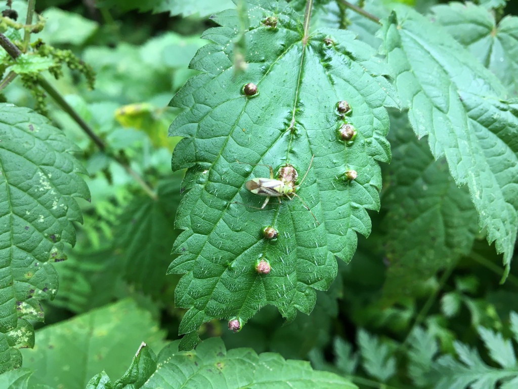 Nettle Pouch Gall Midge from Švenčionys District Municipality ...