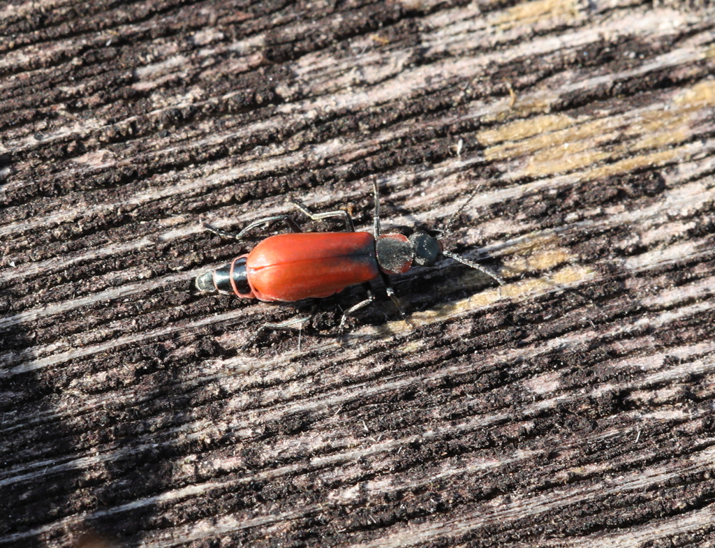 Red Malachite Beetle from Oudalle, France on September 22, 2021 at 05: ...