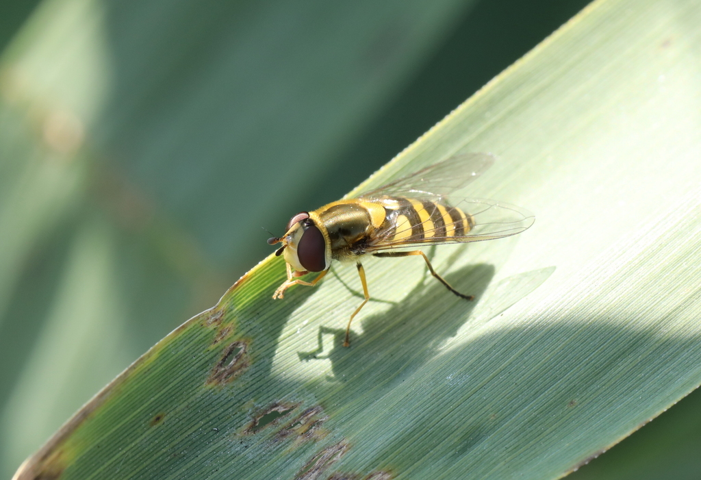 Common Flower Flies from Gonfreville-l'Orcher, France on September 03 ...