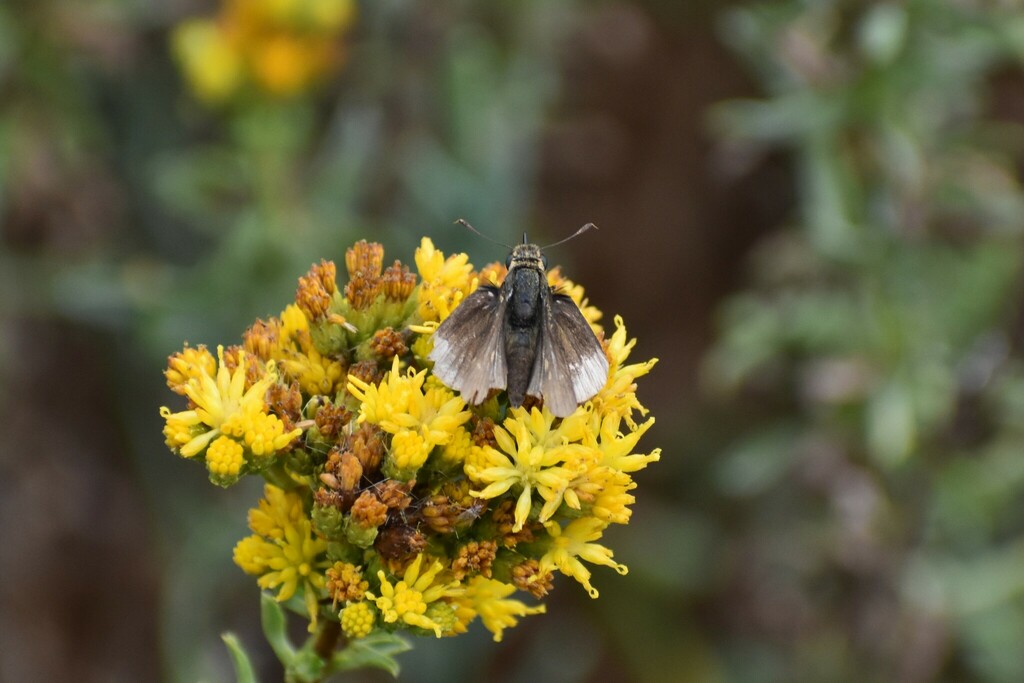 Wandering Skipper from Eastern Malibu, Malibu, CA, USA on September 10 ...