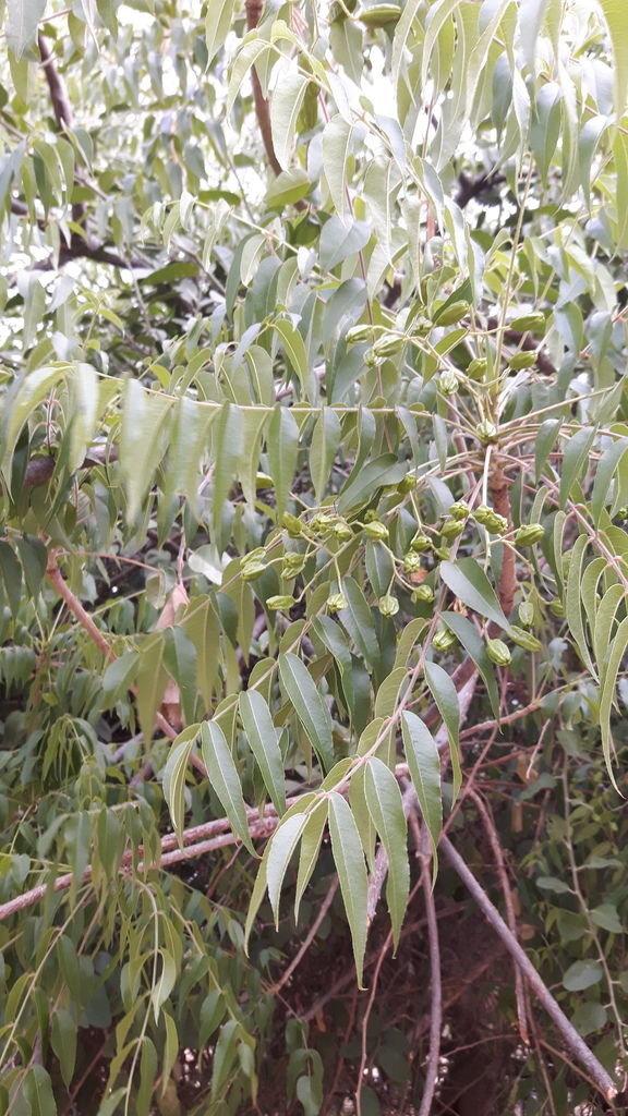 kirkia family (Kirkiaceae) - Botanical Realm