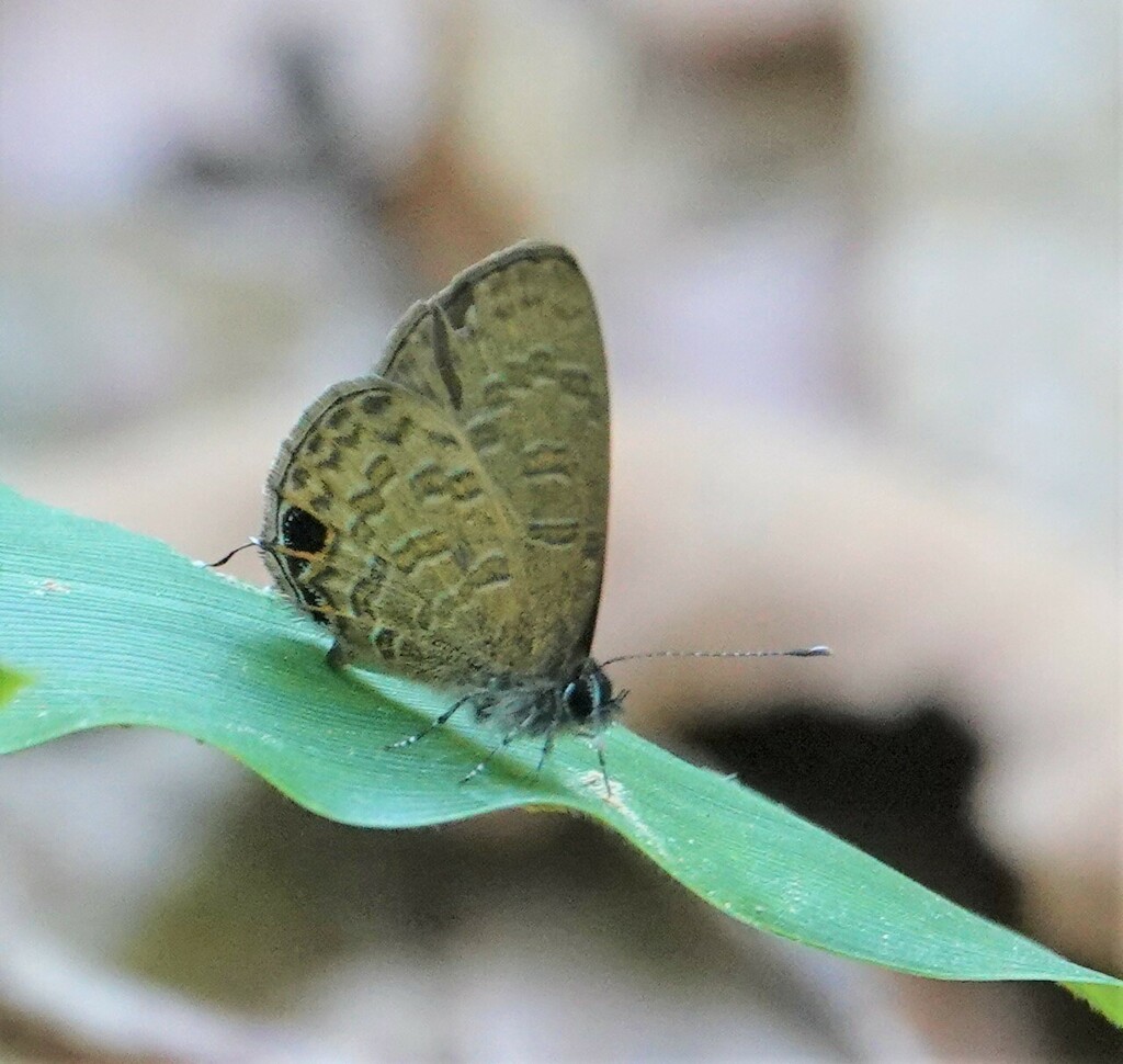 Common Line Blue from 香港鳳園 on September 05, 2022 at 12:55 PM by ...