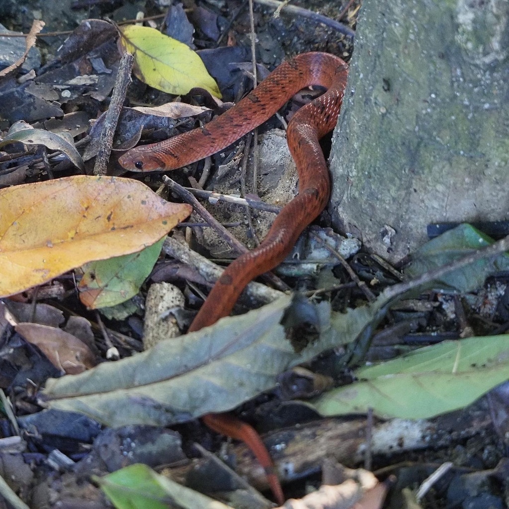 Small-banded Kukri Snake from Vườn quốc gia Cát Tiên, Vinh Cuu, Dong ...