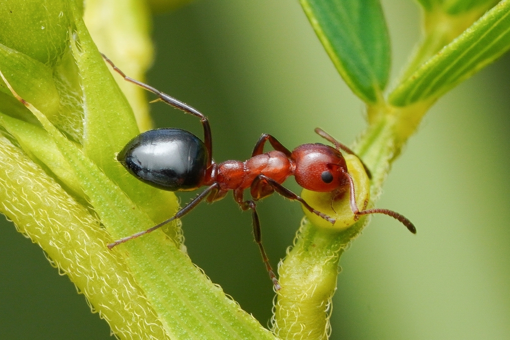 Mary's Odorous Ant (Ants of Virginia) · iNaturalist