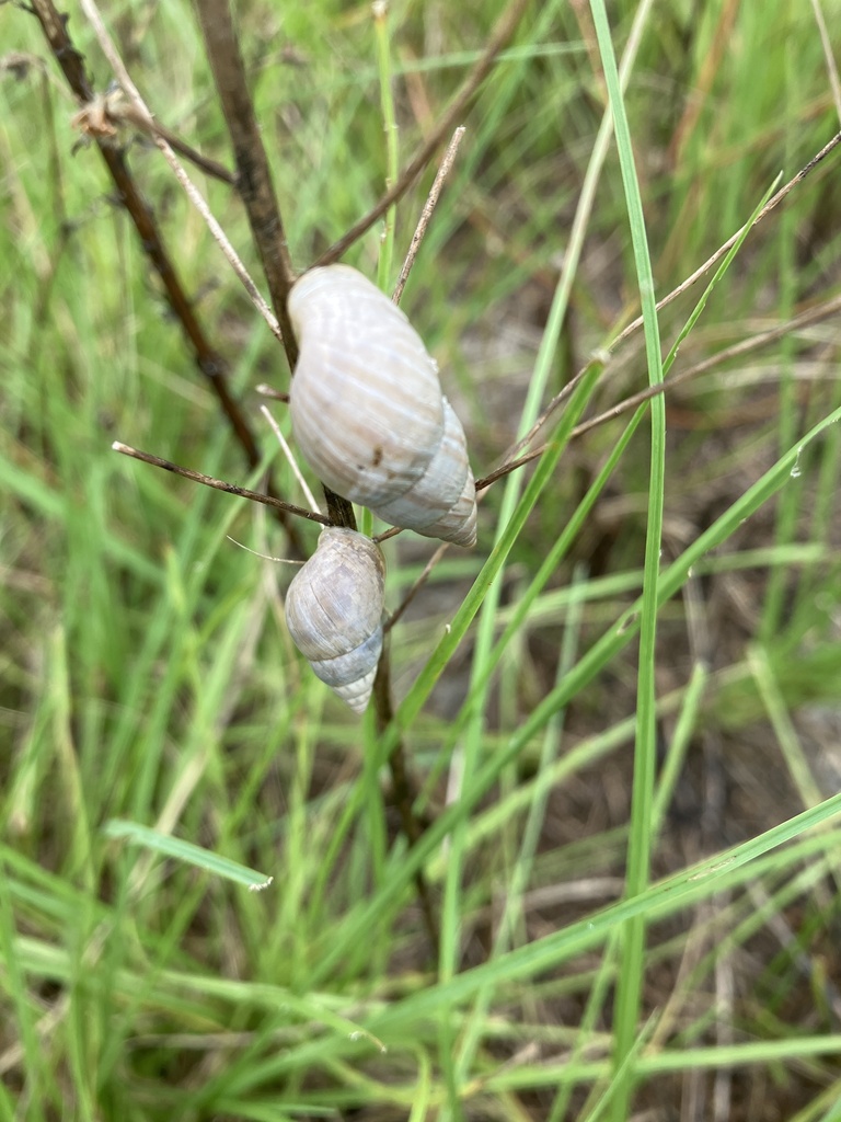 Ghost Bulimulus from NW 37th Ave, Ocala, FL, US on September 13, 2022 ...