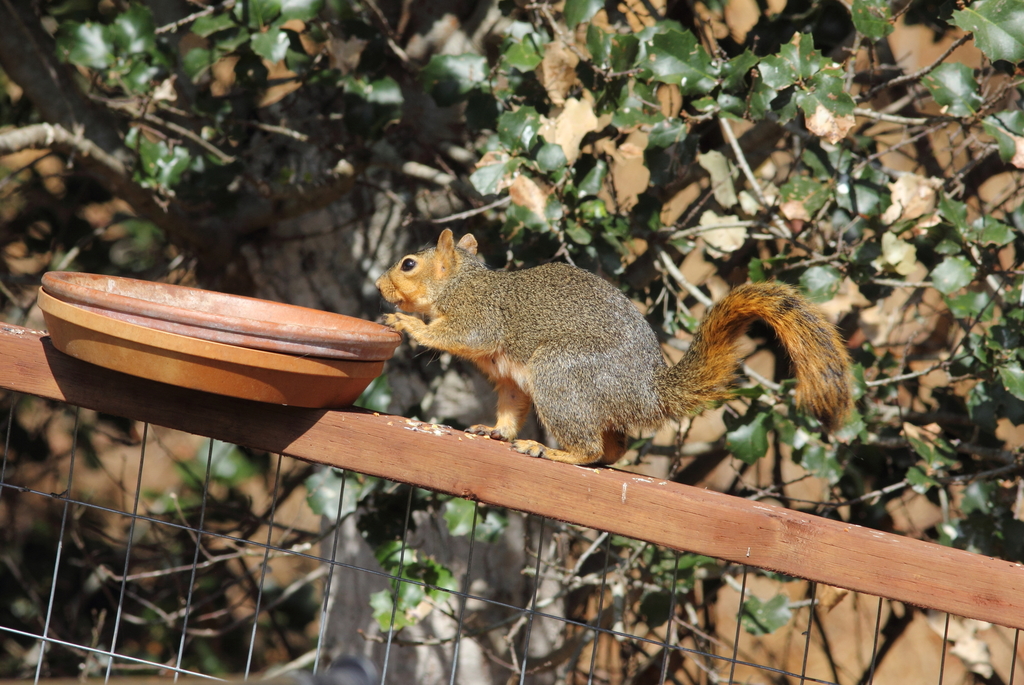 Fox Squirrel from Aromas, Monterey Co., California on August 23, 2015 ...
