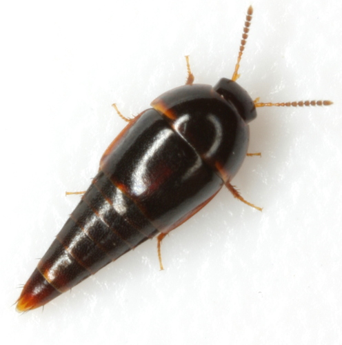 Coproporus (Coleoptera (beetles) of the British Indian Ocean Territory) · iNaturalist