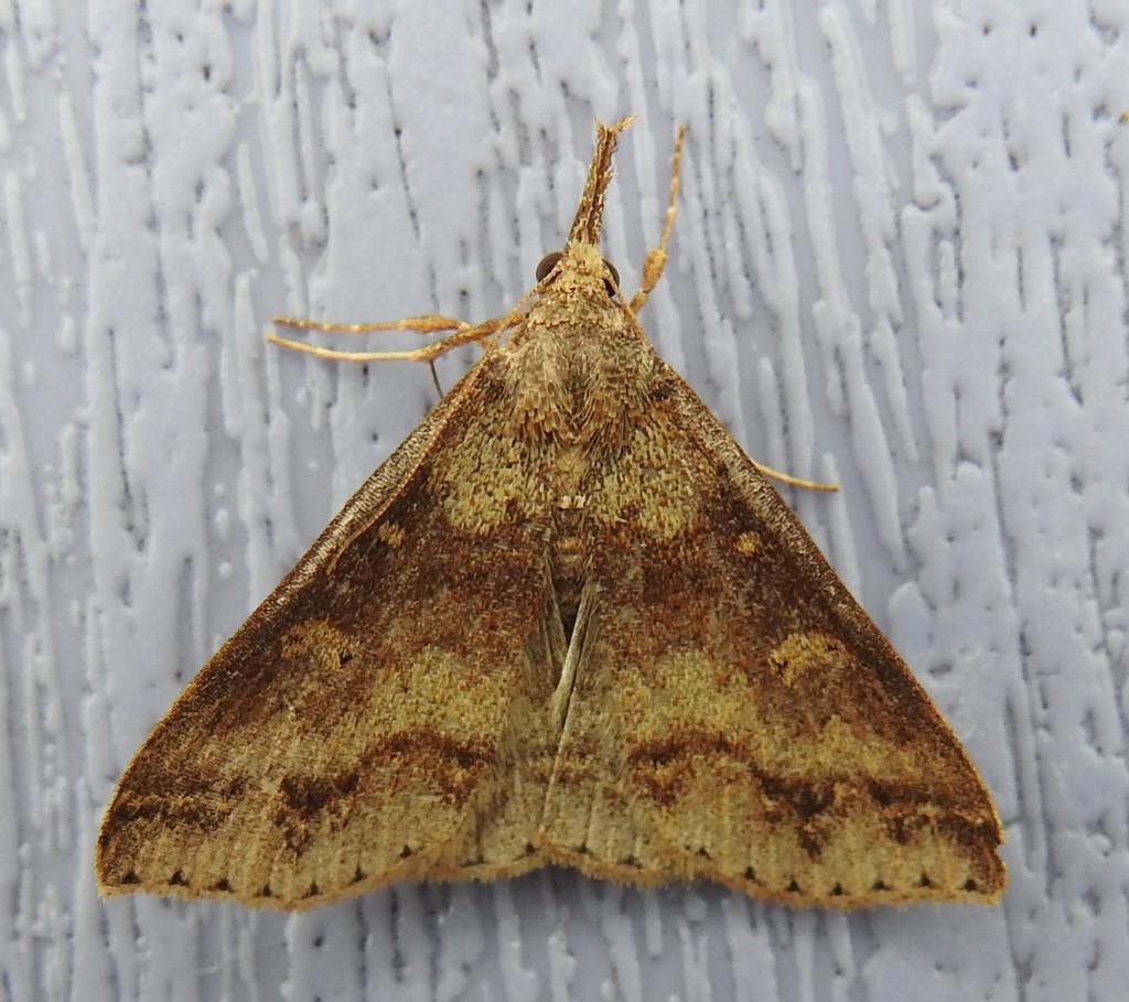 Discolored Renia Moth (Moths of Sarapiqui Part 2) · iNaturalist