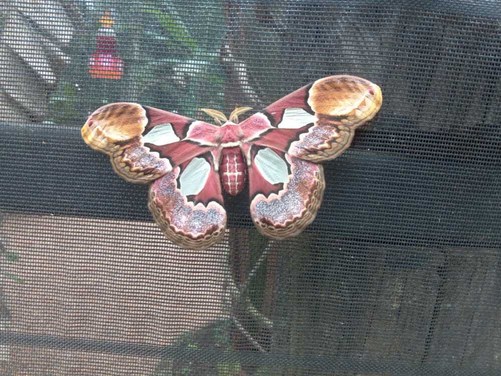 Rothschildia erycina Shaw