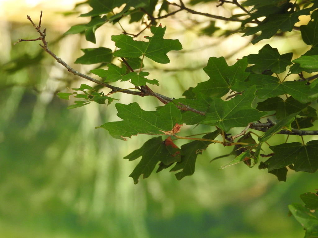 bigtooth maple from Bandera County, TX, USA on August 09, 2018 at 10:14 ...
