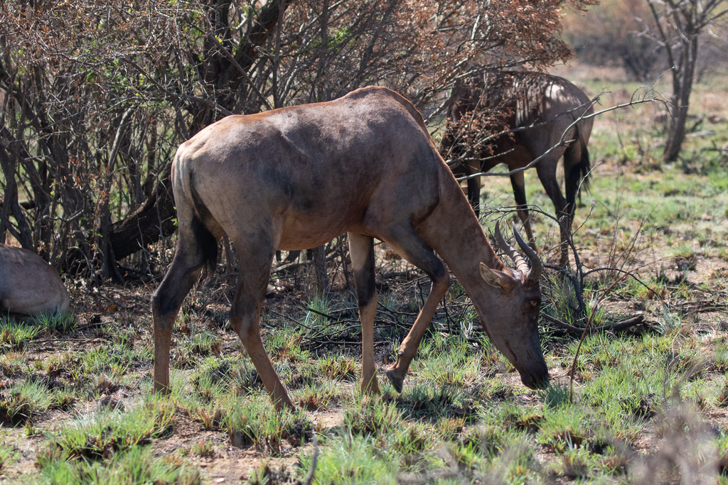 Common Tsessebe in September 2022 by Andre Harmse · iNaturalist