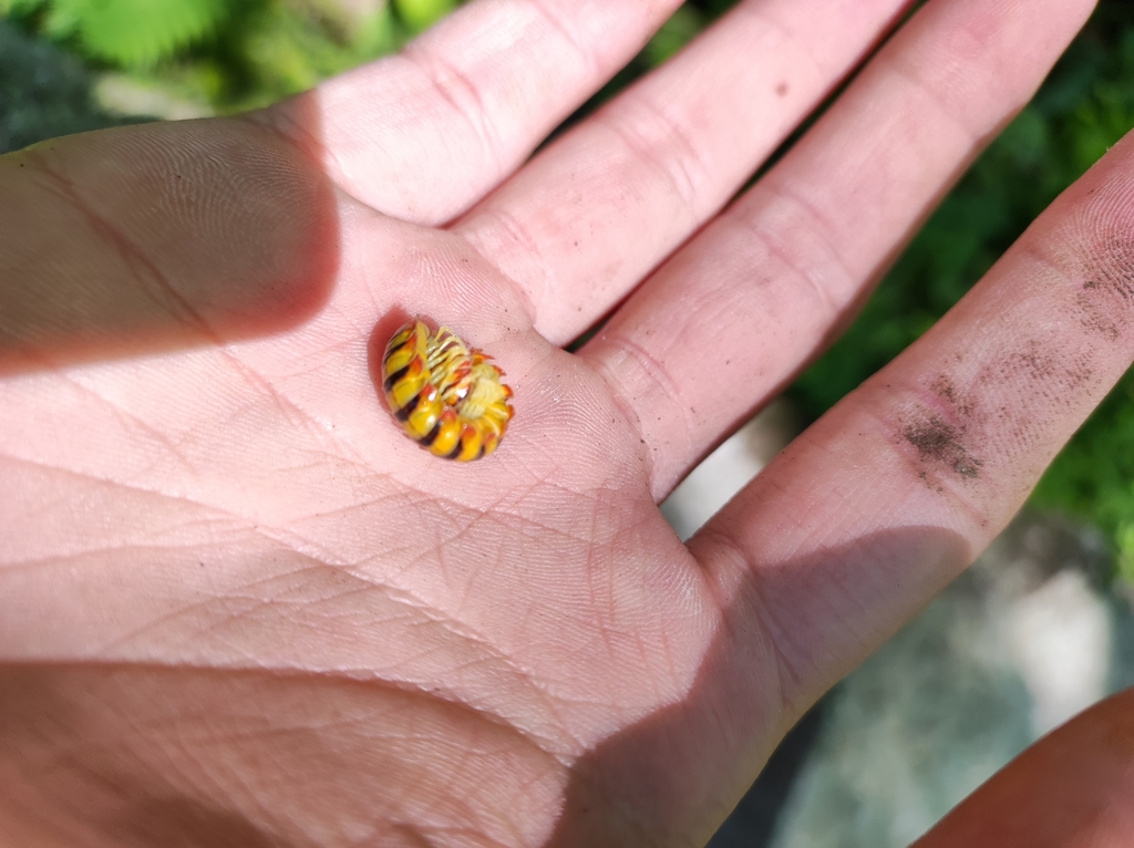Cherry Millipedes from 陕西省西安市长安区关山场专线西安祥峪森林公园 on June 14, 2022 at 01:28 ...