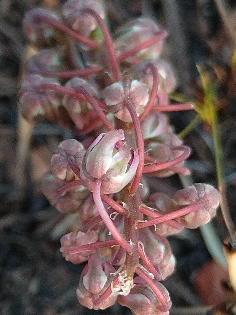 wild African hyacinth from Carletonville, 2499, South Africa on ...