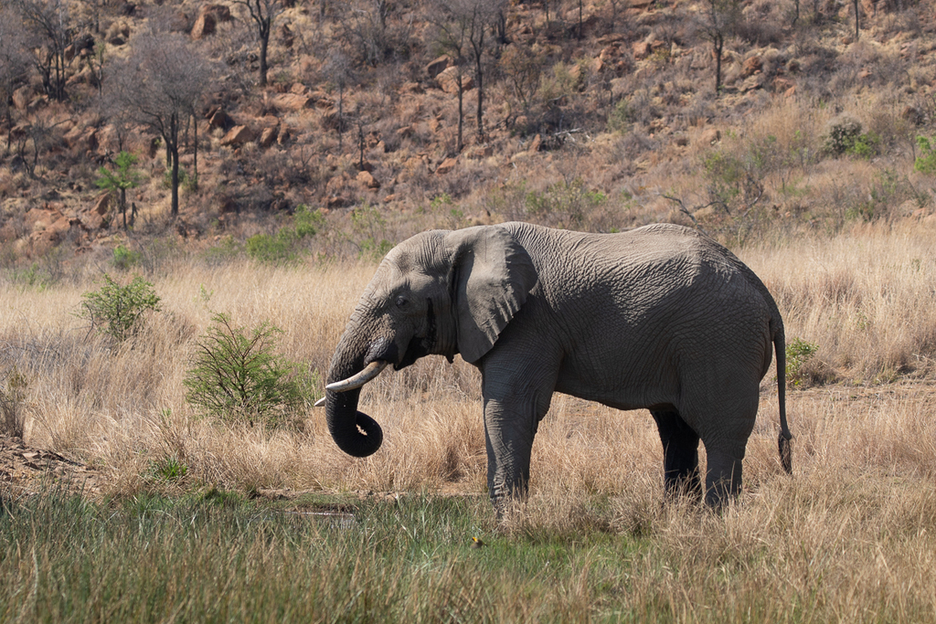 Savannah Elephant in September 2022 by Andre Harmse · iNaturalist