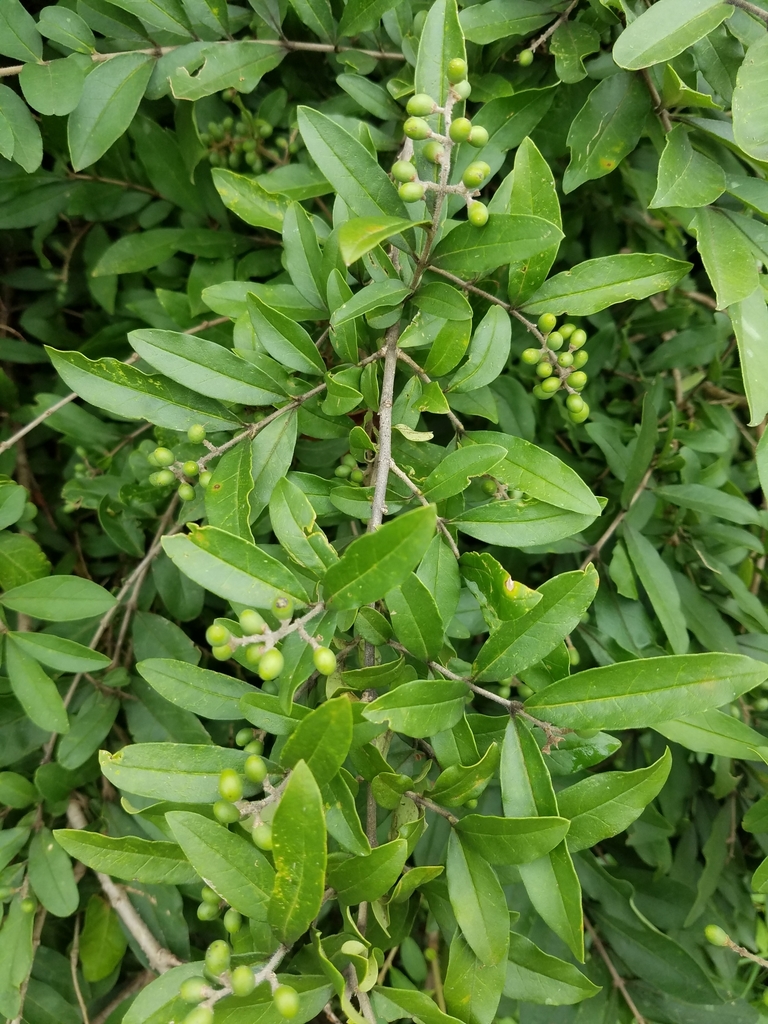 border privet from W and Od Railroad Regional Park TR, Vienna, VA 22182 ...