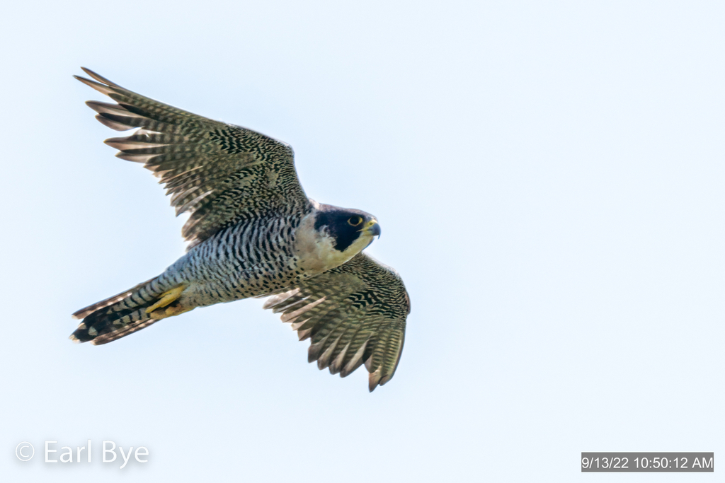 Peregrine Falcon from Barn Bluff, Red Wing, MN 55066, USA on September ...