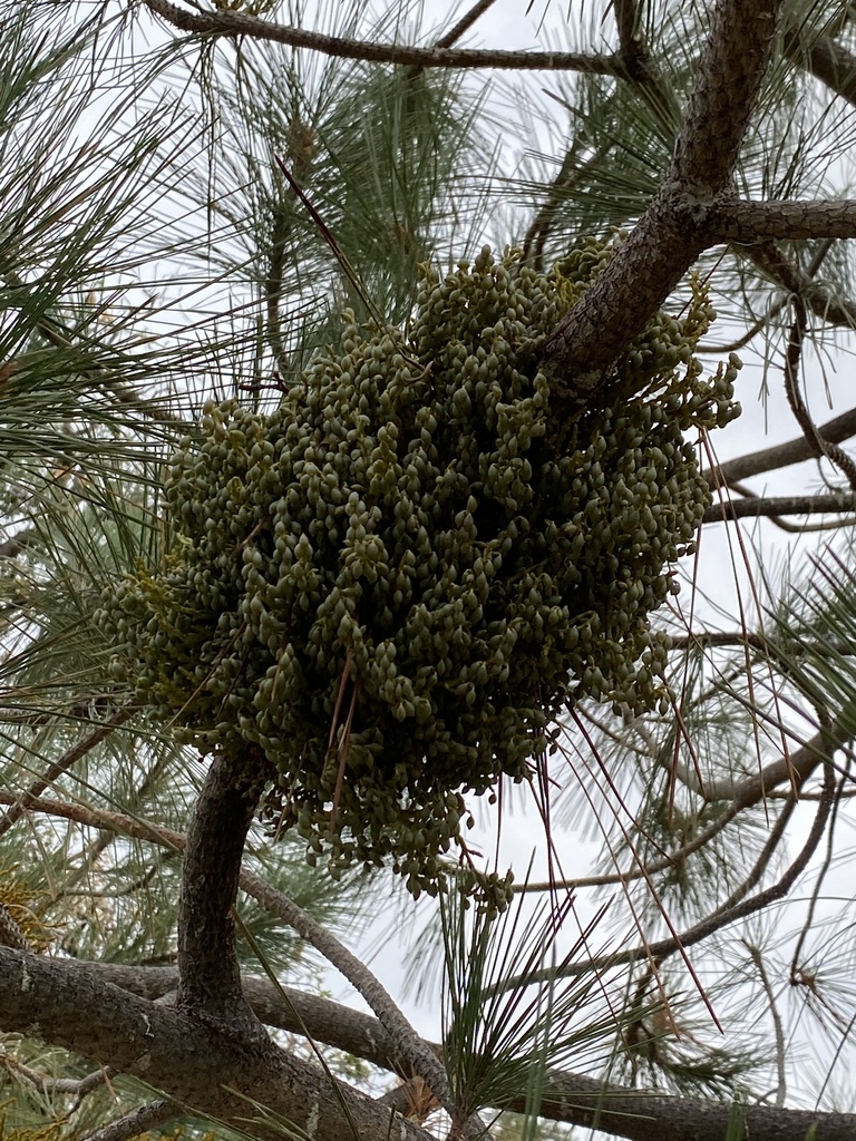Western Dwarf-Mistletoe from San Diego County, Cleveland National ...