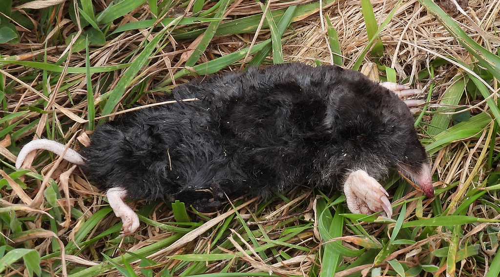 Western Moles from Astoria Airport Dike Trail on September 13, 2022 at ...
