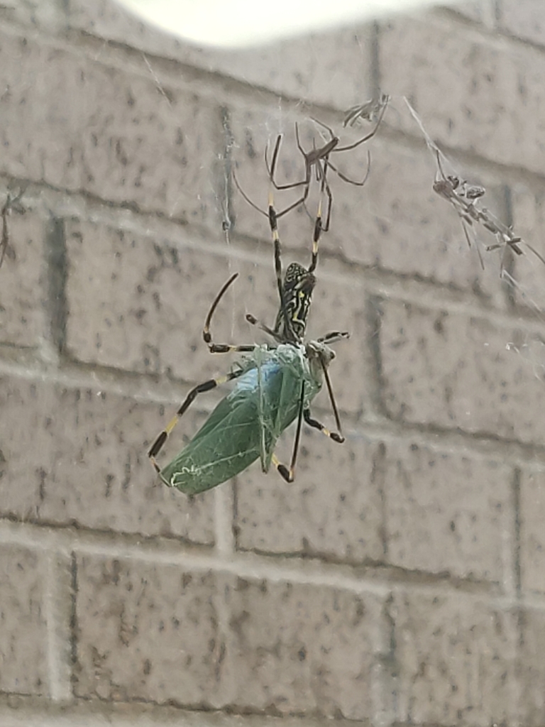 Joro Spider from Athens, GA 30602, USA on September 13, 2022 at 03:54 ...