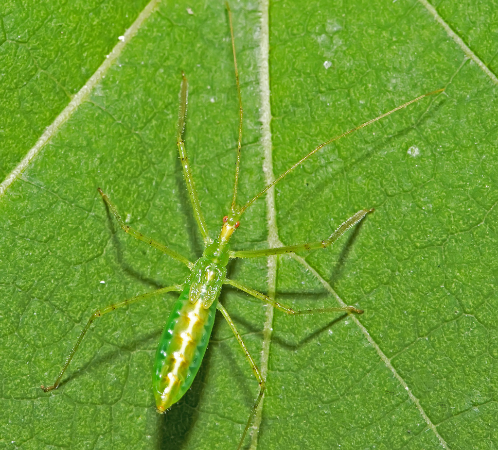 Pale Green Assassin Bug from James City, Virginia, United States on ...