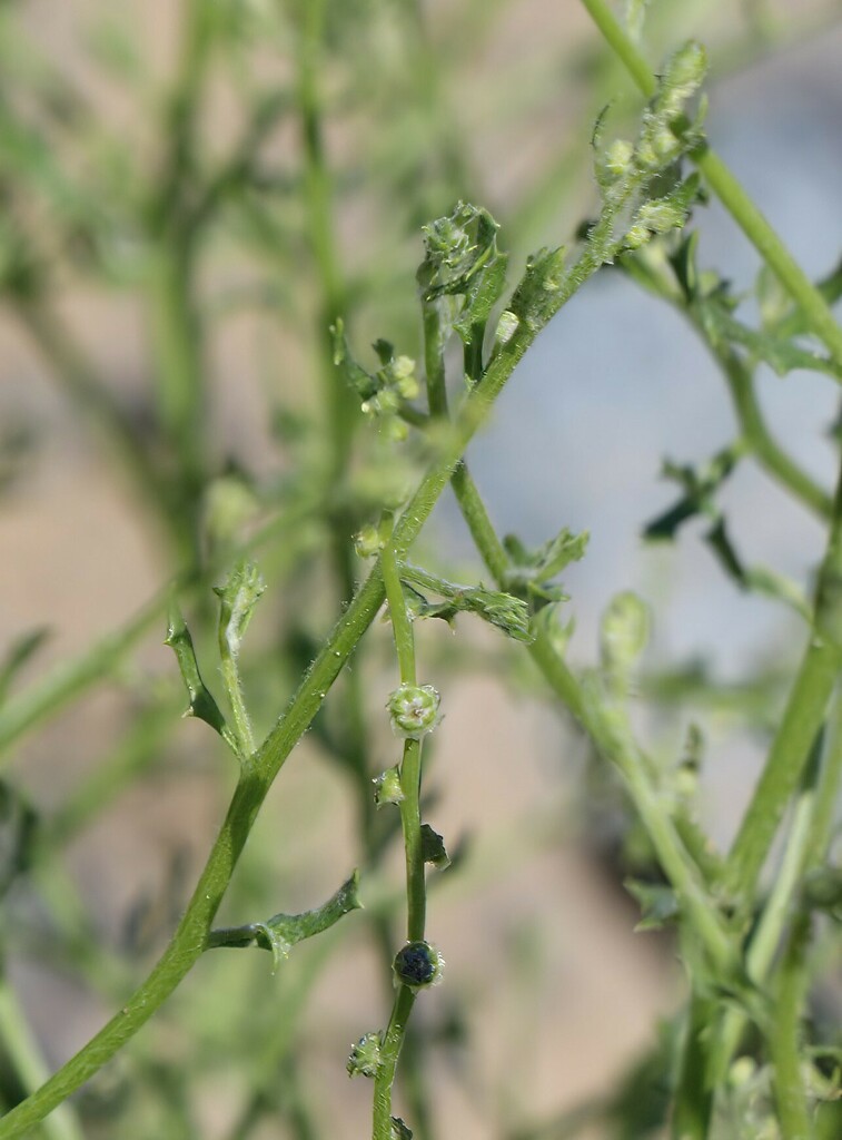 Winged Pigweed from Talbot County, MD, USA on September 02, 2022 at 12: ...