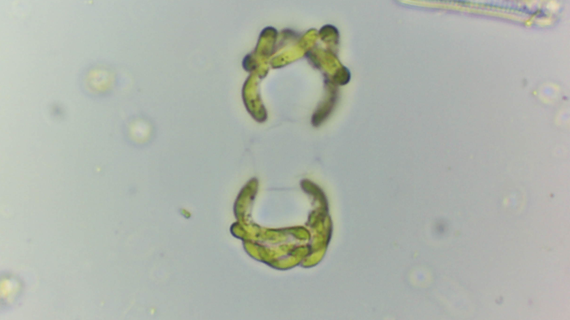 Tetrallantos Teiling, 1916