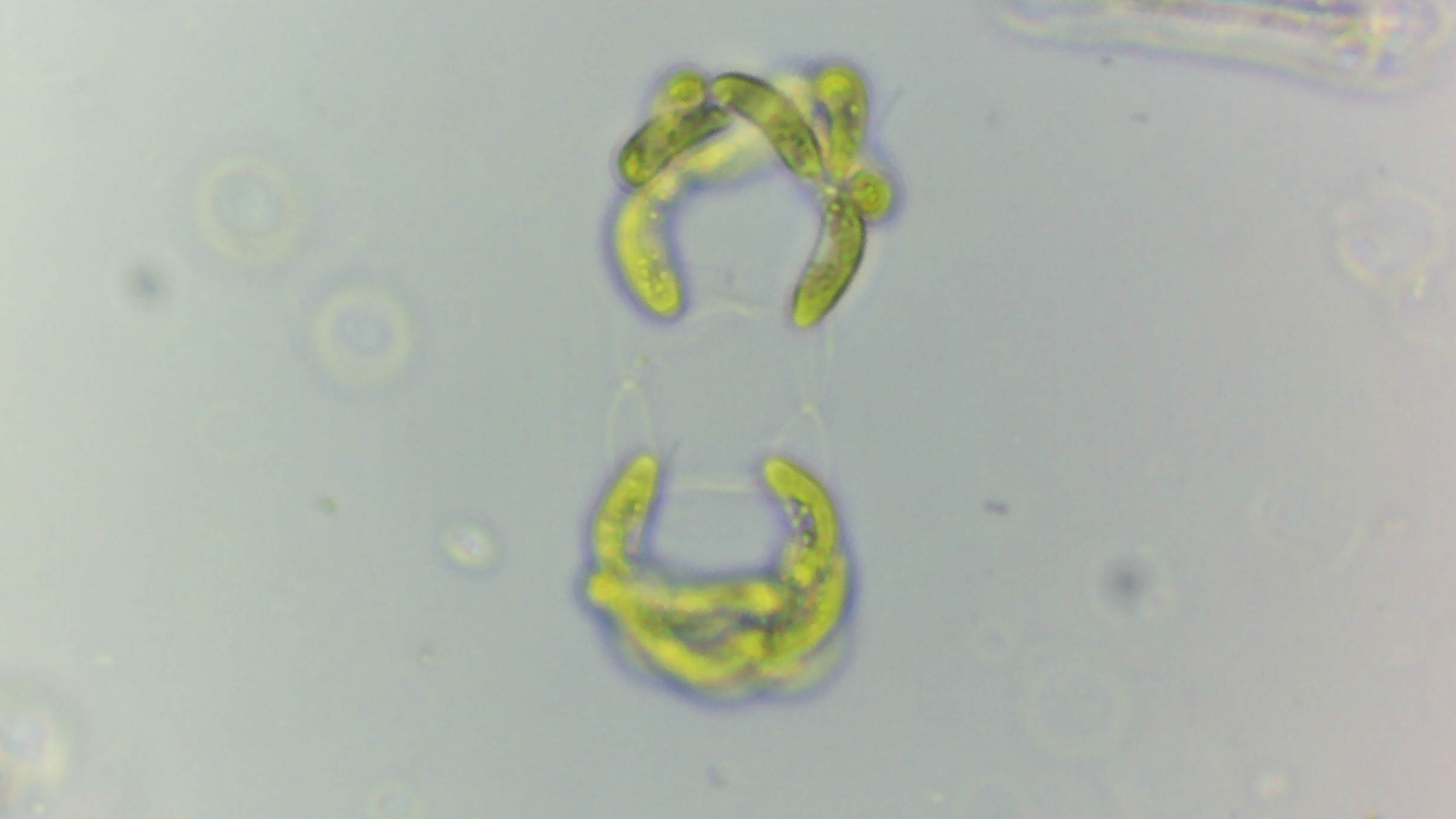 Tetrallantos Teiling, 1916