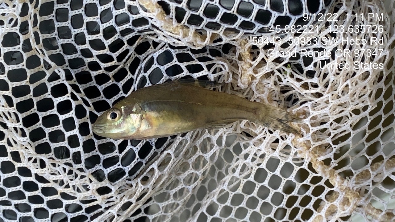 Percopsis transmontana (Eigenmann & Eigenmann, 1892)