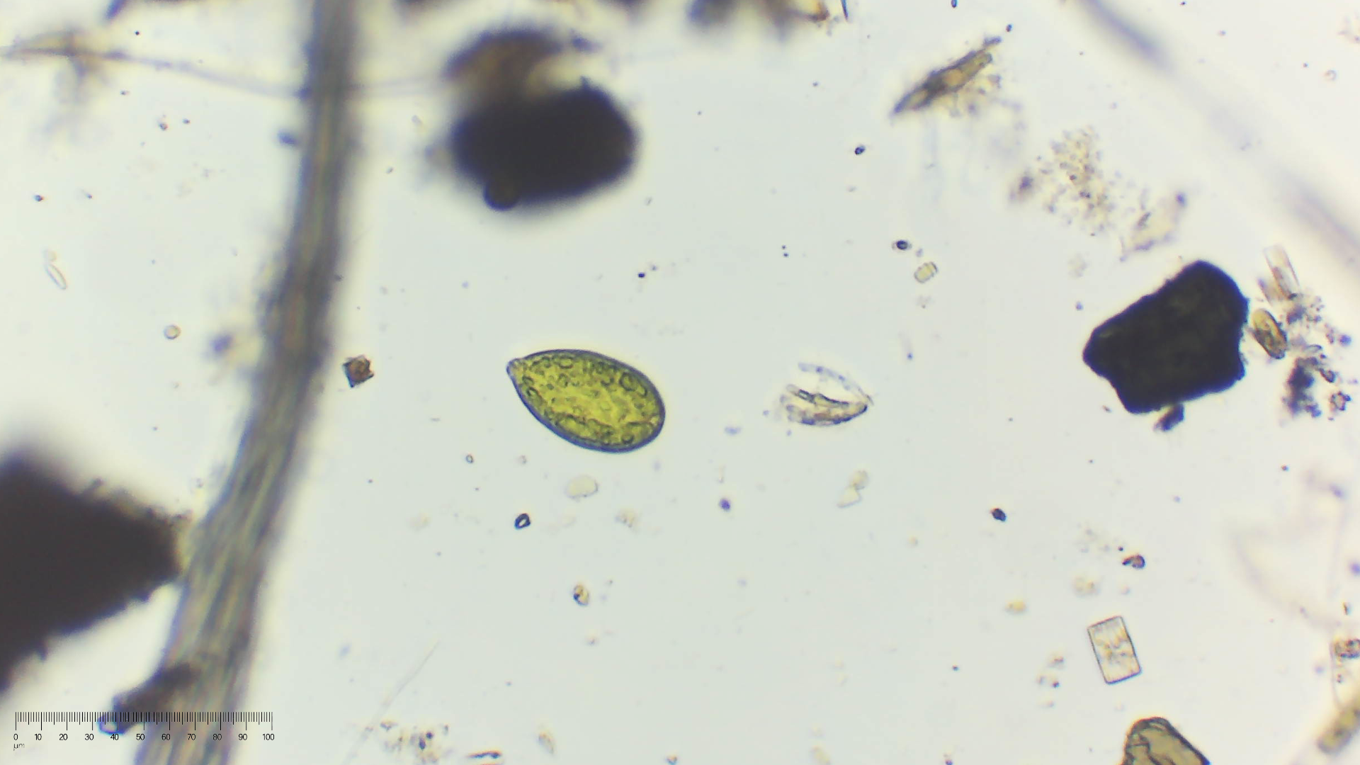 Gonyostomum semen (Ehrenb.) Diesing