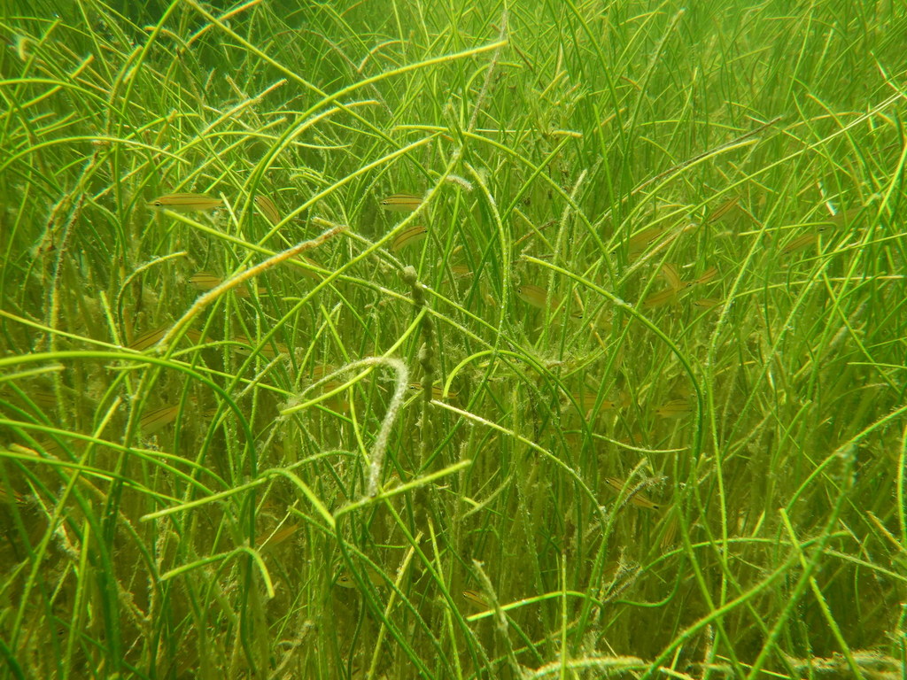 Manatee Grass (Syringodium filiforme) - Botanical Realm