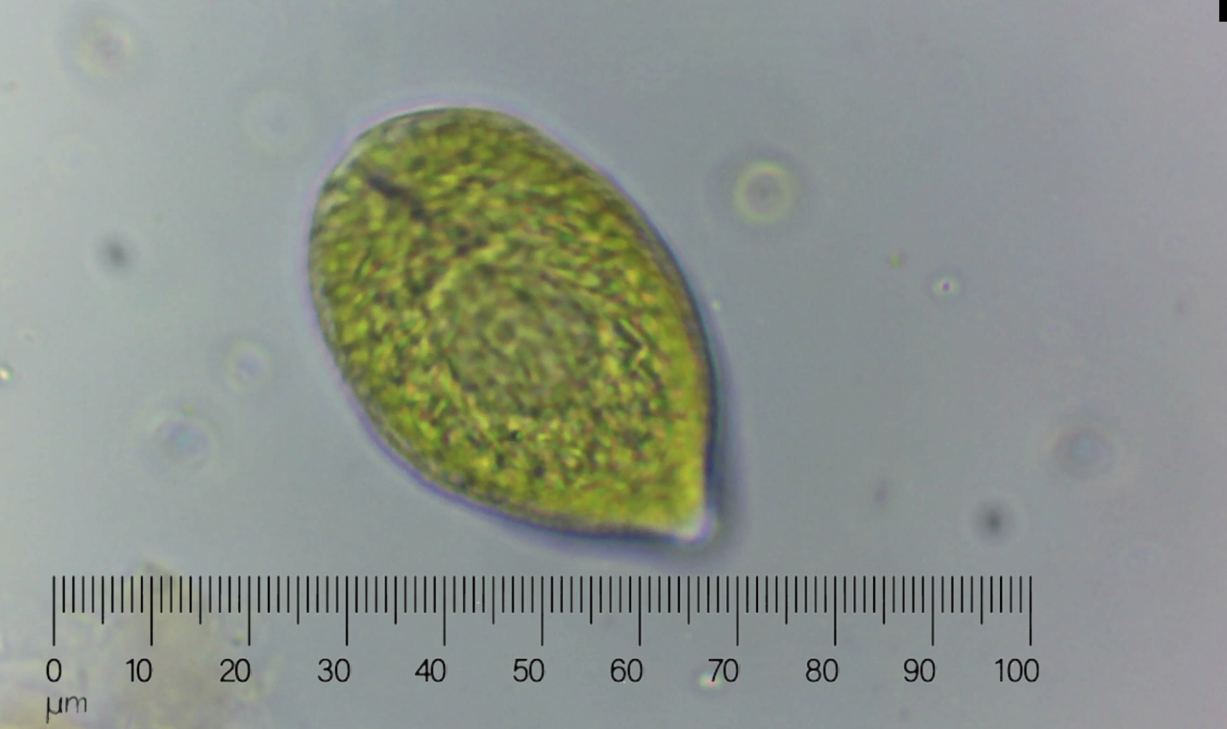 Gonyostomum semen (Ehrenb.) Diesing