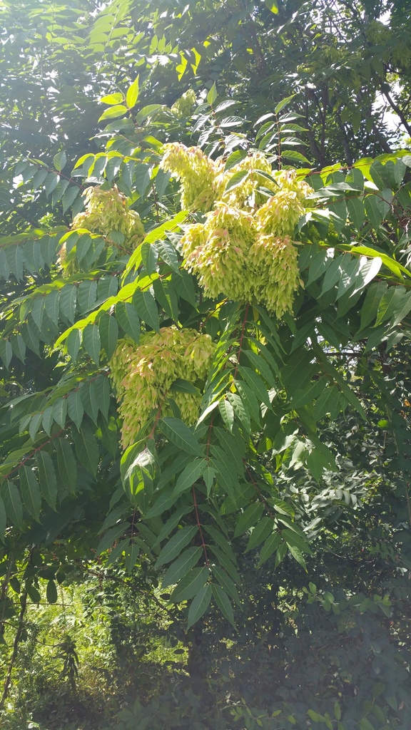 tree-of-heaven from Frederick County, VA, USA on July 10, 2016 at 02:49 ...