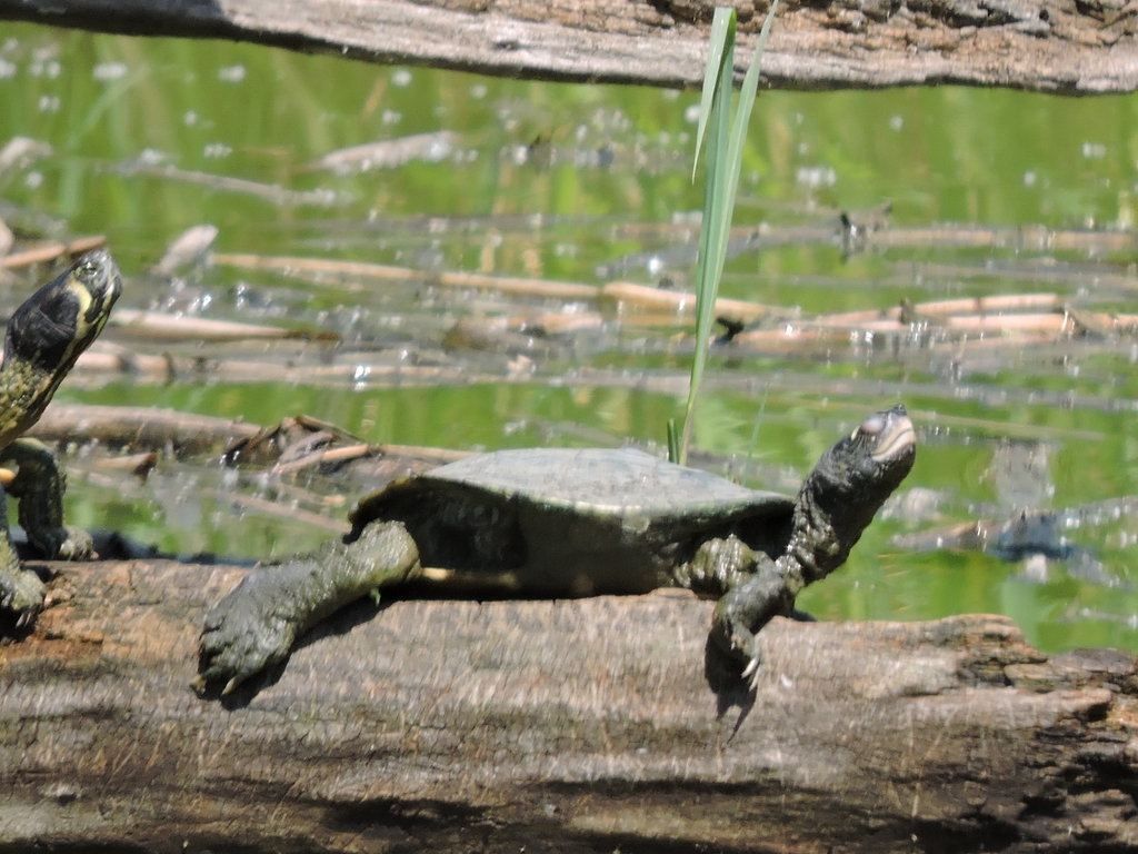 Northern False Map Turtle from Parque Espejo de los Lirios on September ...