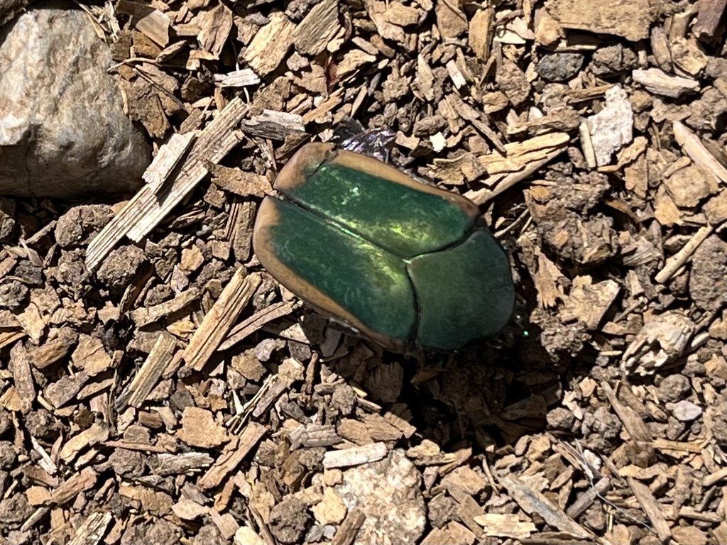 Figeater Beetle from Alta Mesa Rd, Wilton, CA, US on September 13, 2022 ...